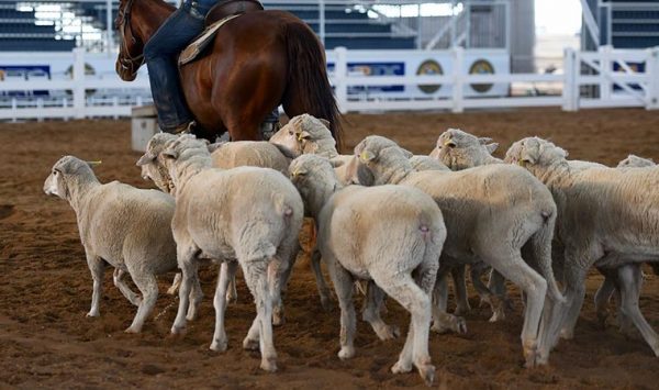 Welcome - Australian Stockmans Hall Of Fame